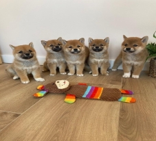 Adorabili cuccioli di Shiba Inu+44 7482162214